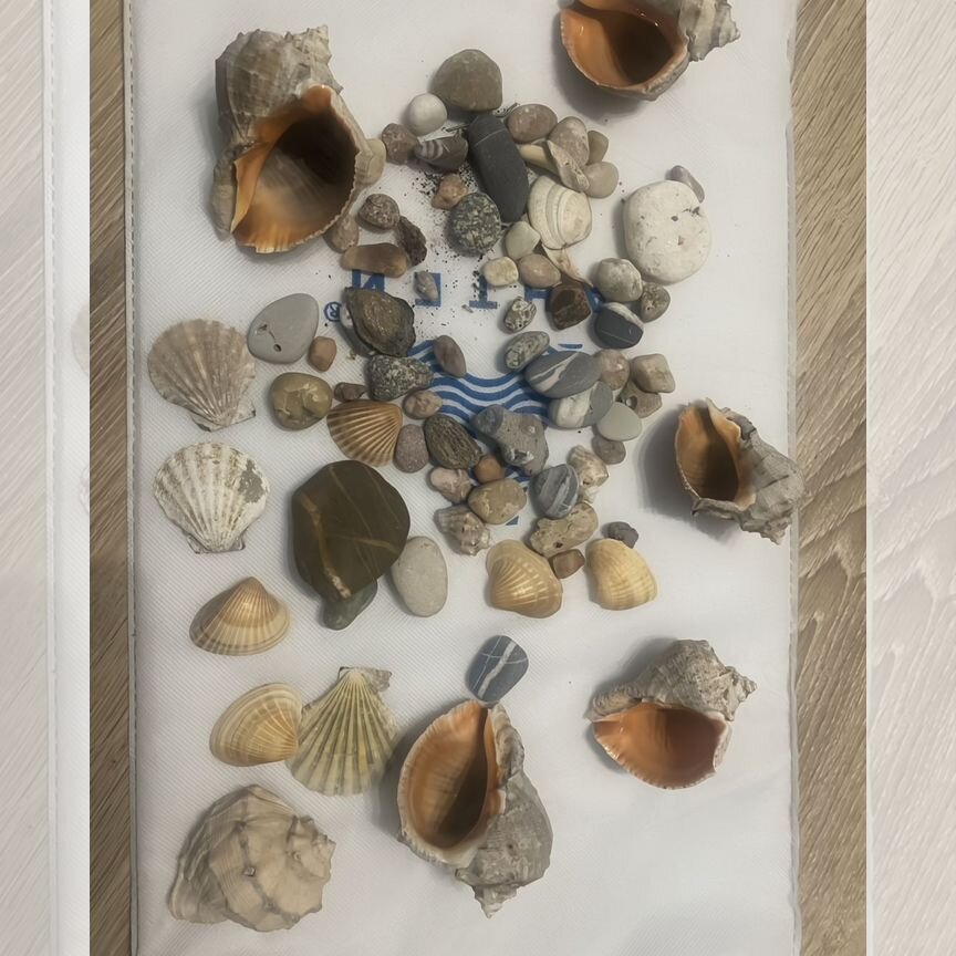 Морские ракушки раковиныдля аквариума