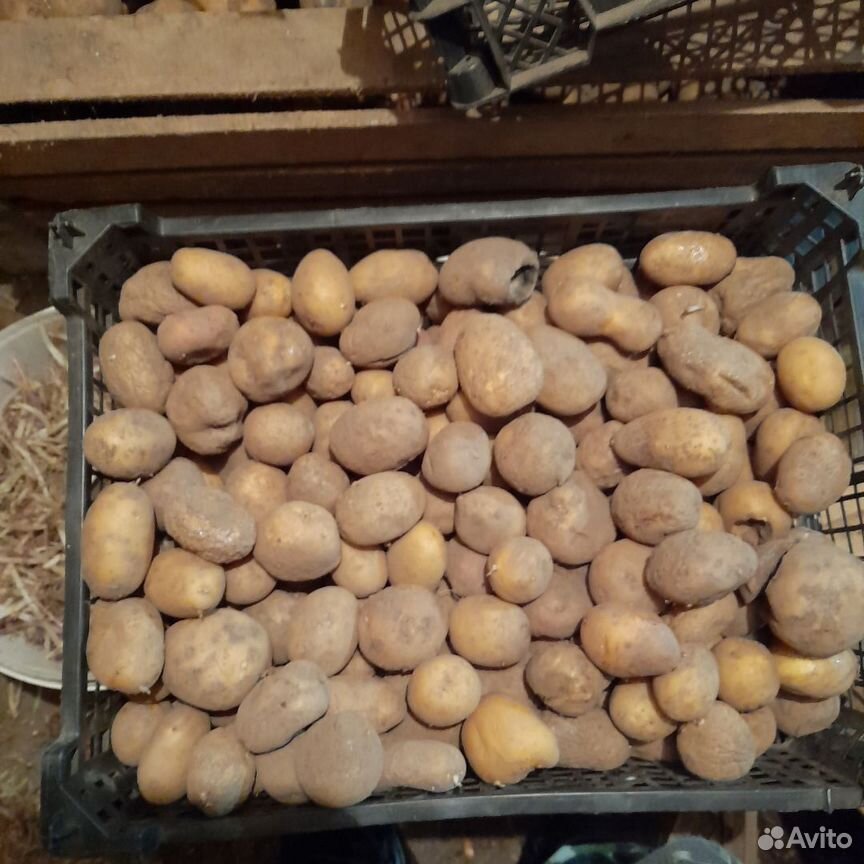 Картофель мелкий на корм скоту
