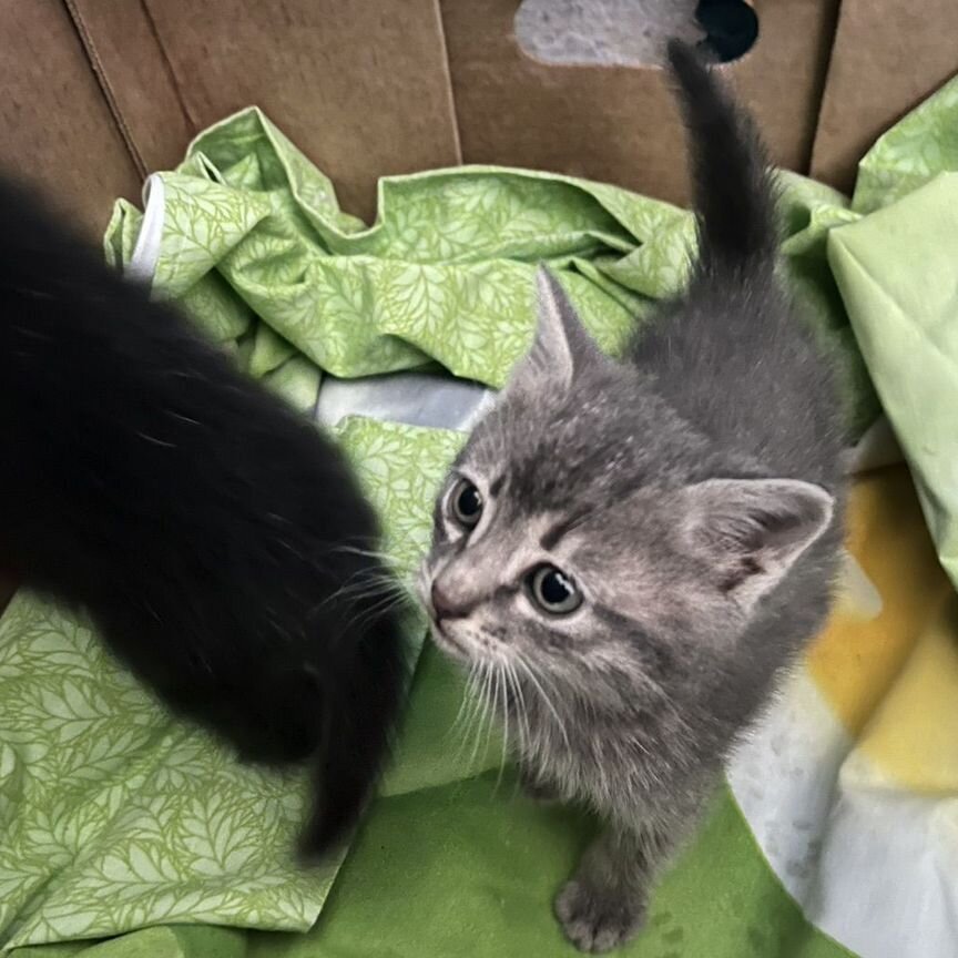 Отдам котят в добрые руки , 2 мальчика