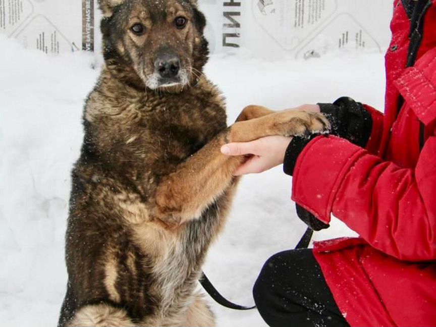 Собаке плохо в приюте