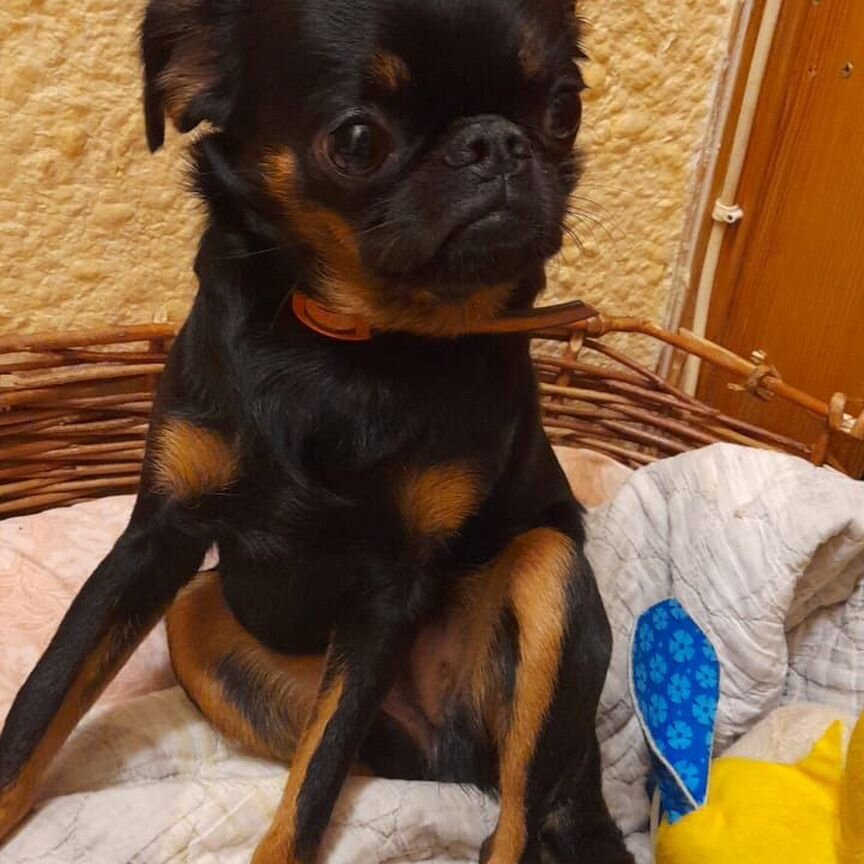 Пти брабансон, девочка