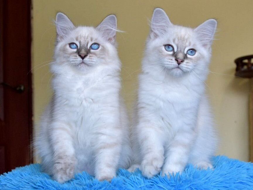 Котики обормотики