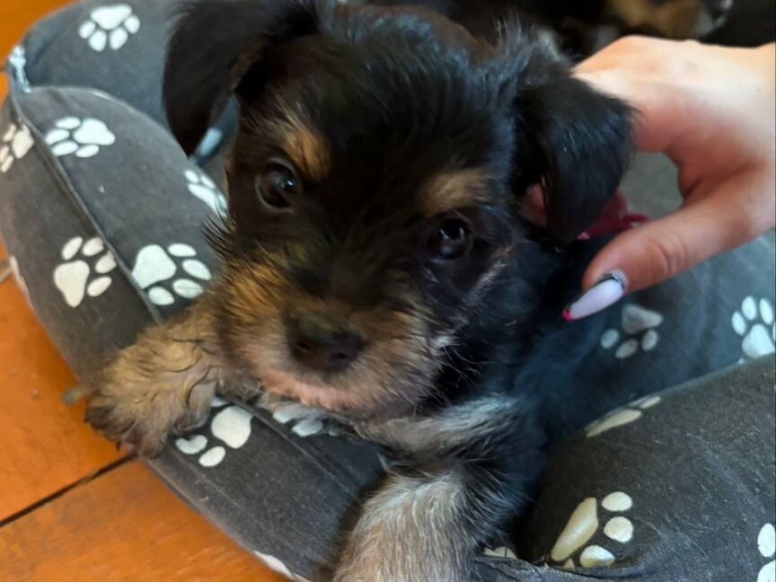 Продаются щенки йорка