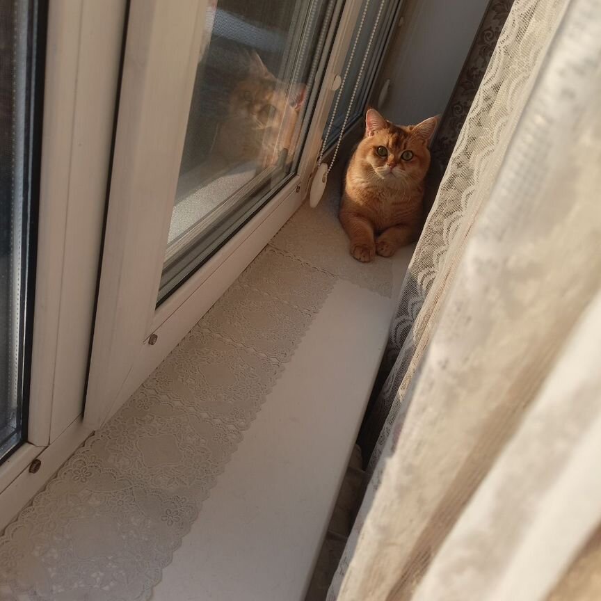 Кот золотая шиншилла