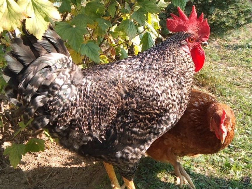 Куры несушки