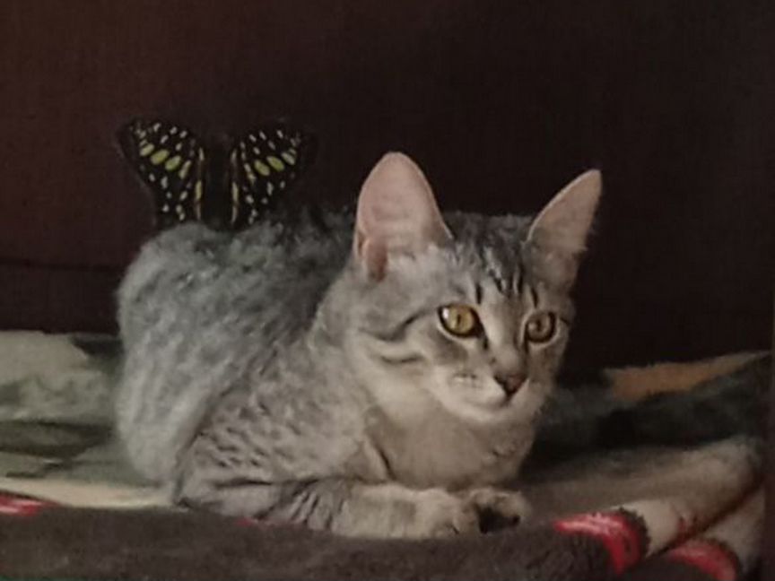 Котик Тимоша