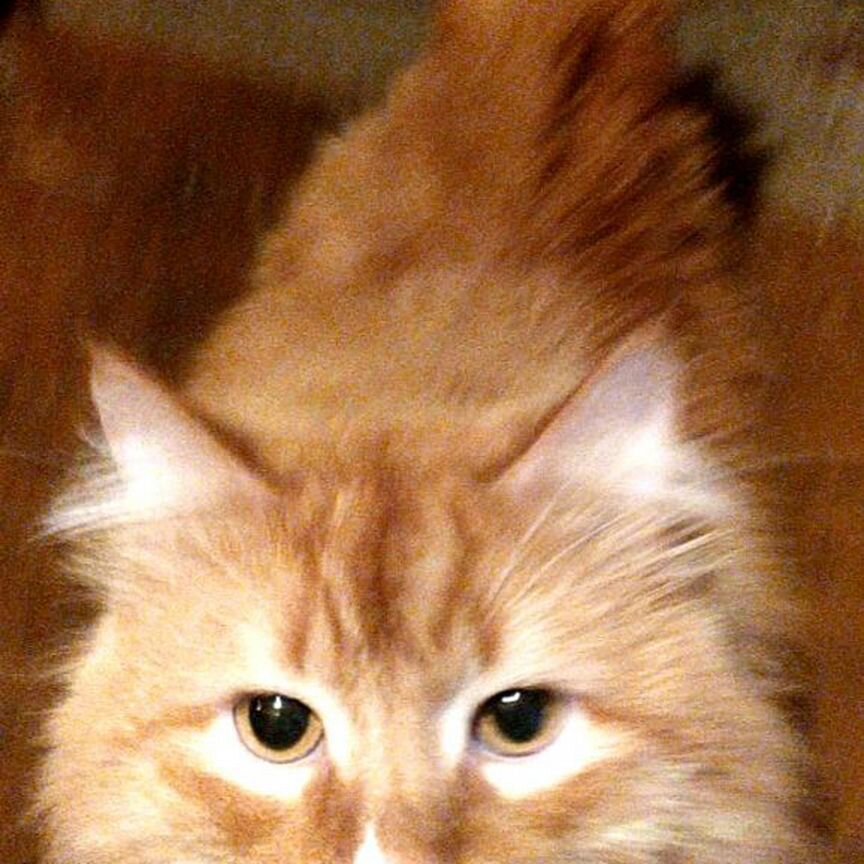 Котик ищет любящих хозяев