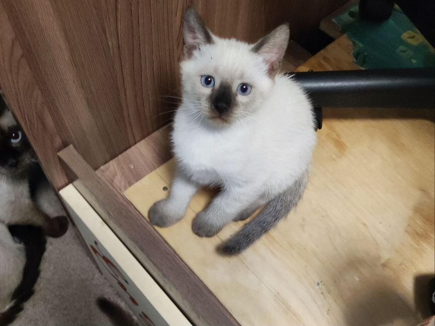 Тайские котята