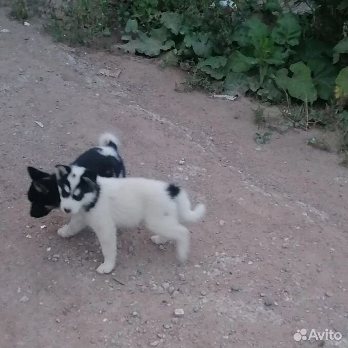 Щеночки Чудо природы