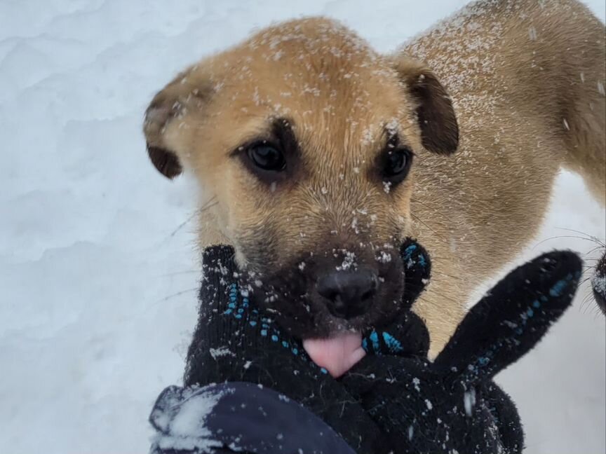 Дизель ищет дом