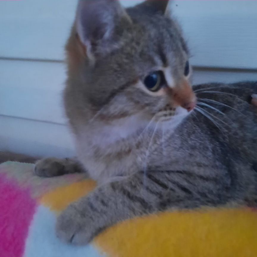 Котик в добрые руки