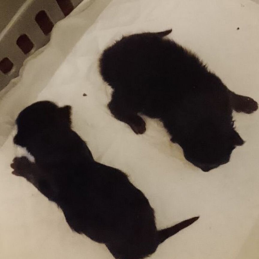 Сибирский котёнок