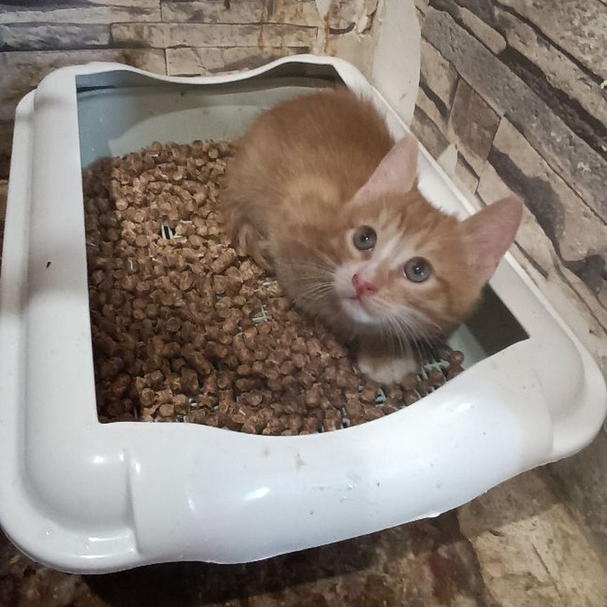 Котята отдам бесплатно