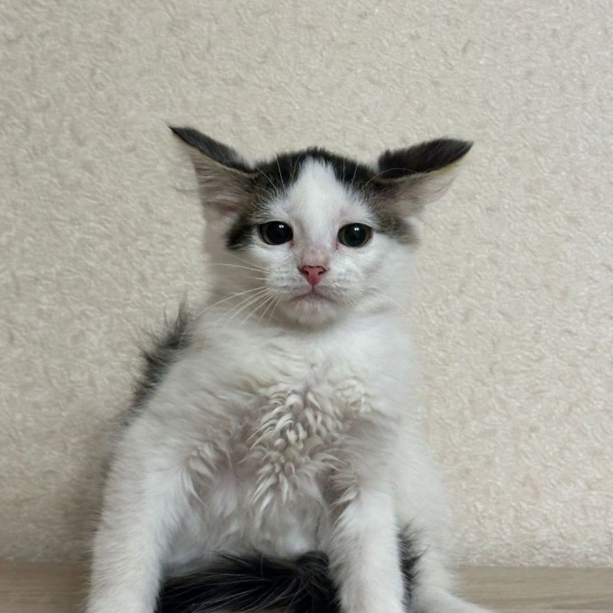 Котёнок