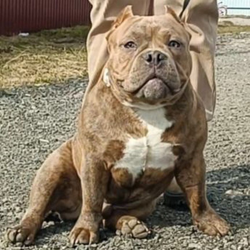 Американский булли, щенок