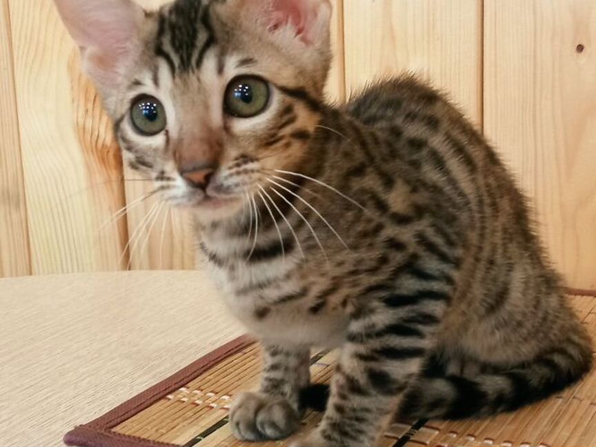 Котики Саванна