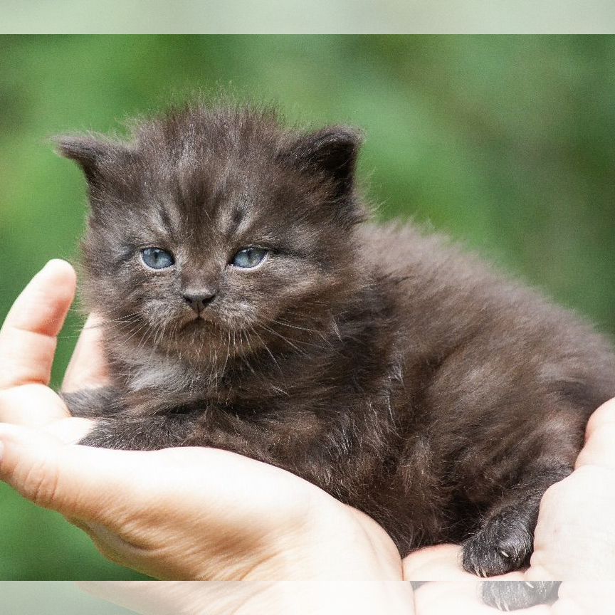 Прелестные котята