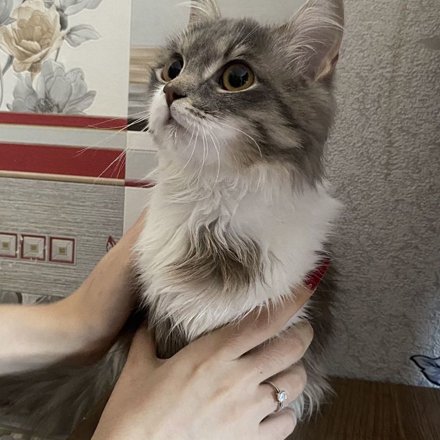 Кот ищет невесту