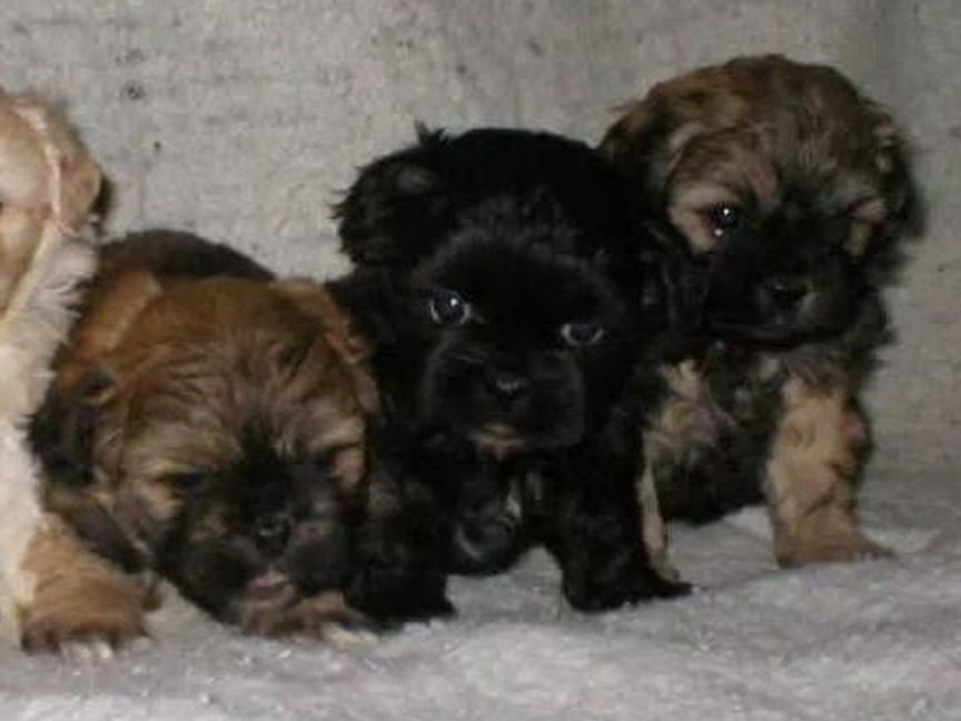 Мальтипу кудряшка сью