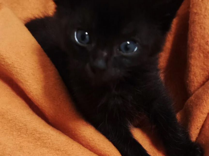 Котенок мальчик