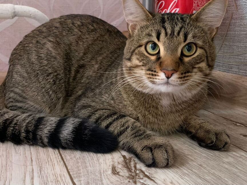 Кот