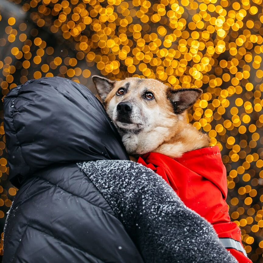 Собака ищет дом