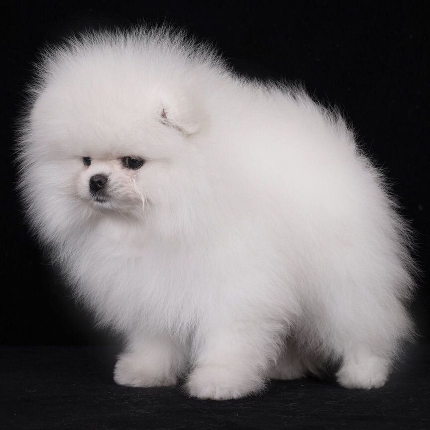 Померанский шпиц, щенок