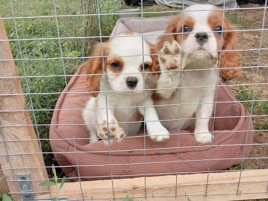 Ковалев Кинг чарльз спаниель