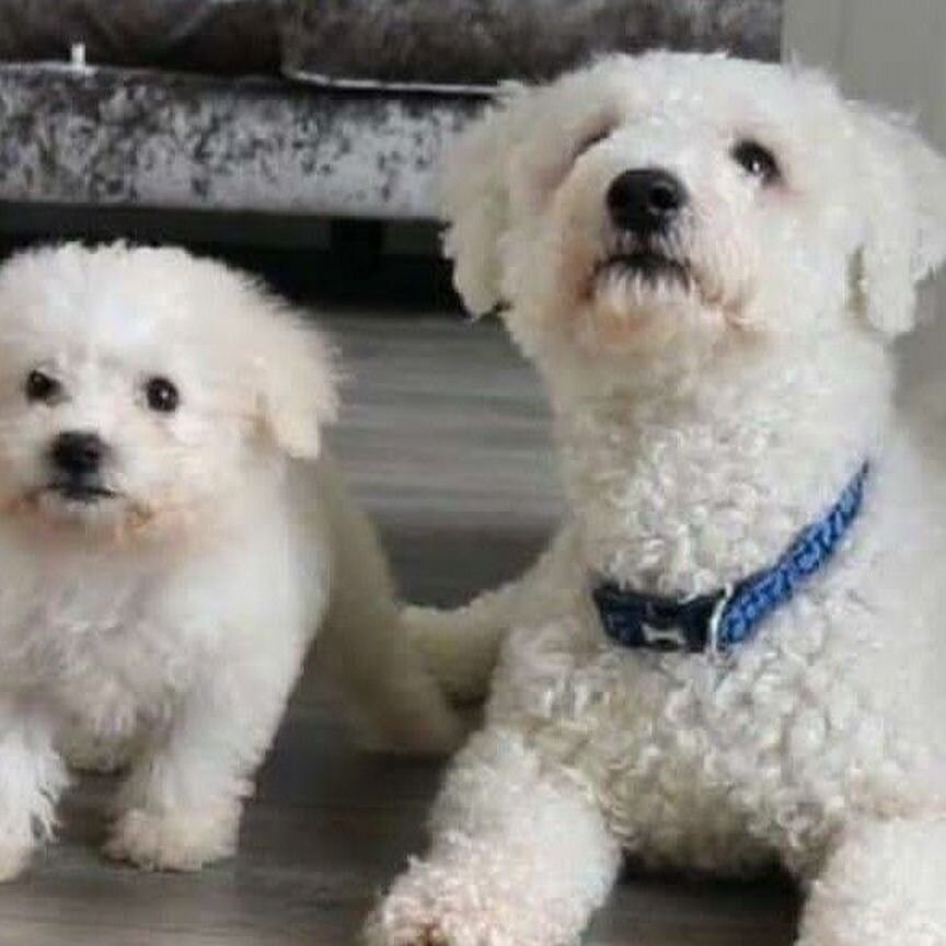 Щенки бишон фризе