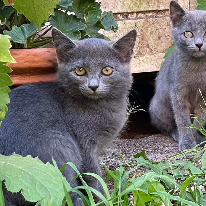 Котята породы русская голубая метисы