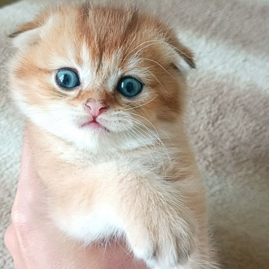 Красивые котята, шотландские вислоухие