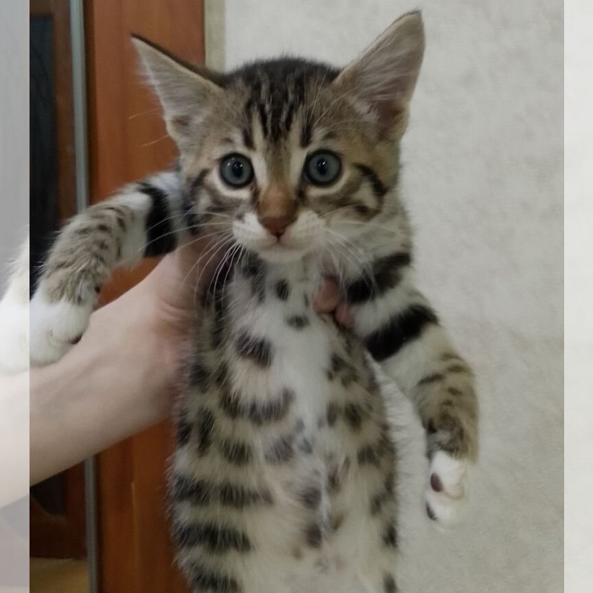 Мейн-кун котёнок