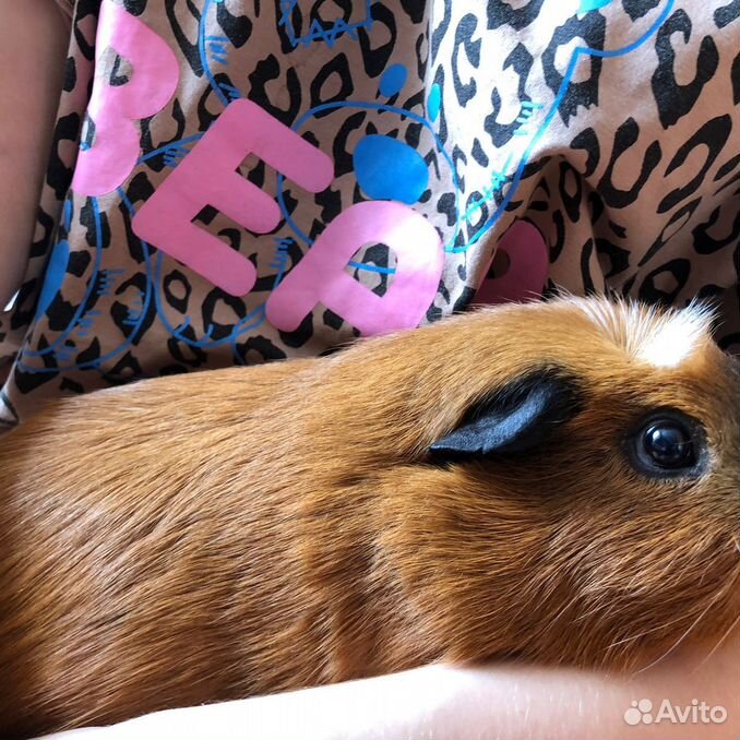 Американский крестед для вязки