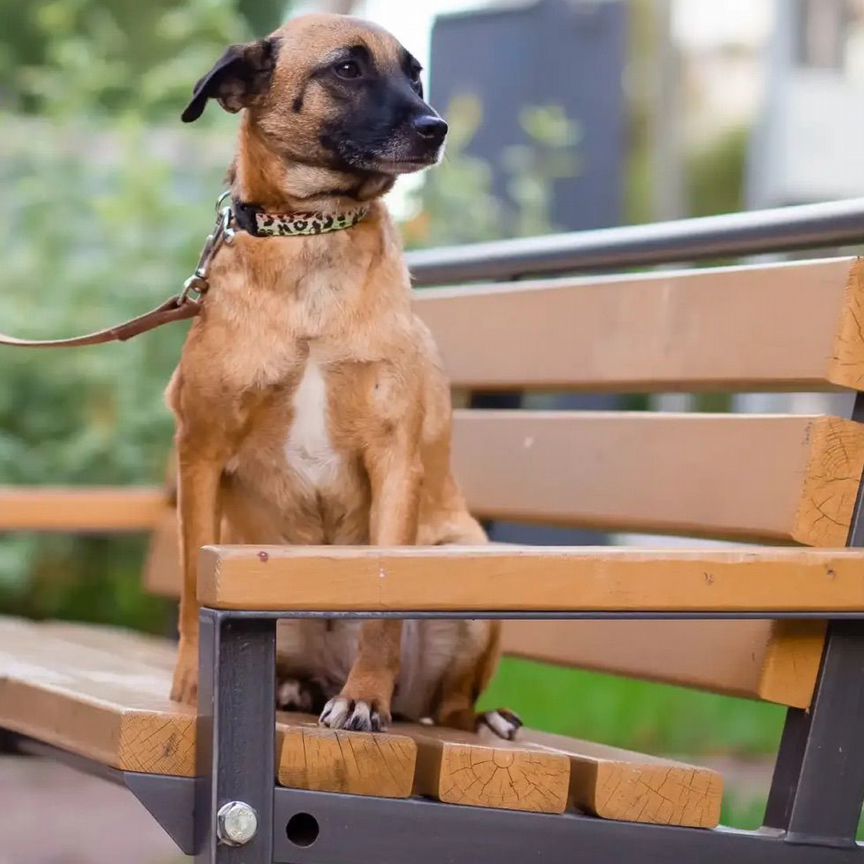 Взрослая собака в добрые руки