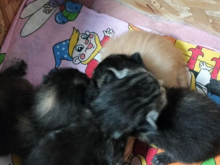 Котята в добрые руки бесплатно