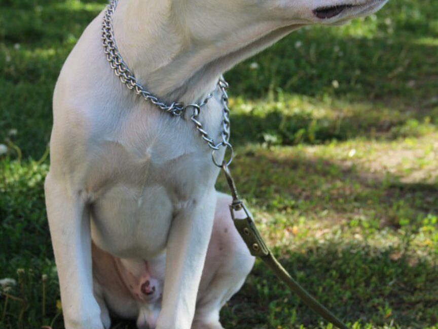 Продаю щенка Аргентинского дога