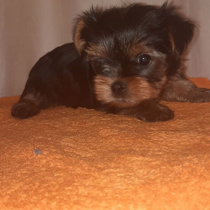 Йоркширский терьер