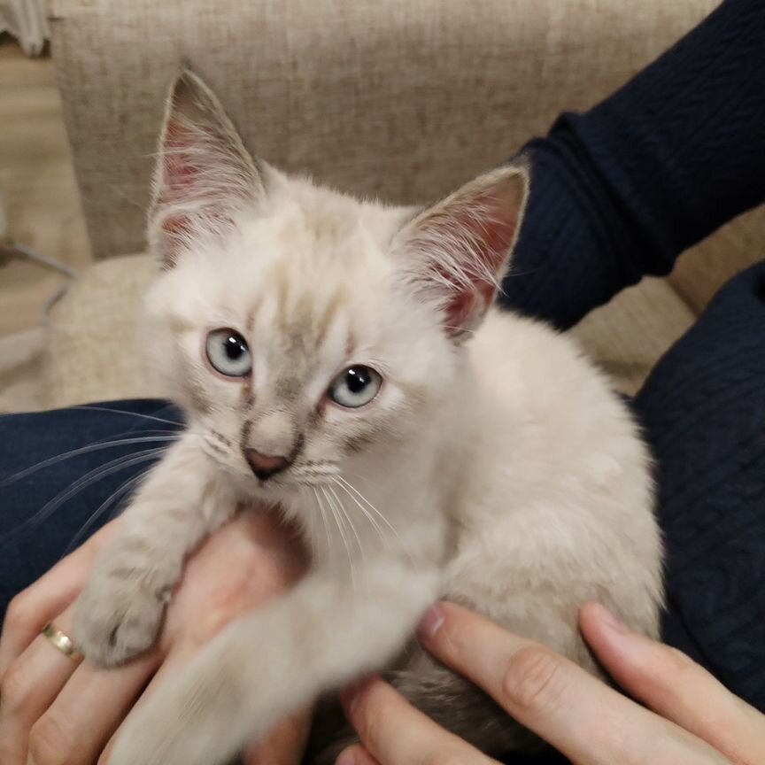 Тайский котёнок девочка