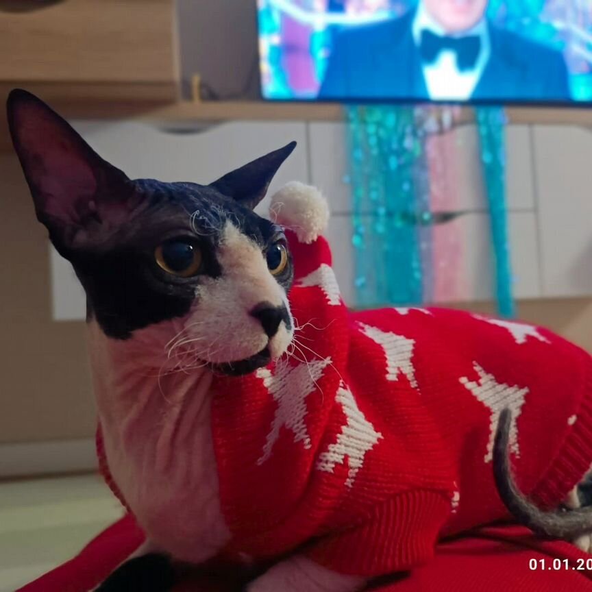 Костюмчик для кошки