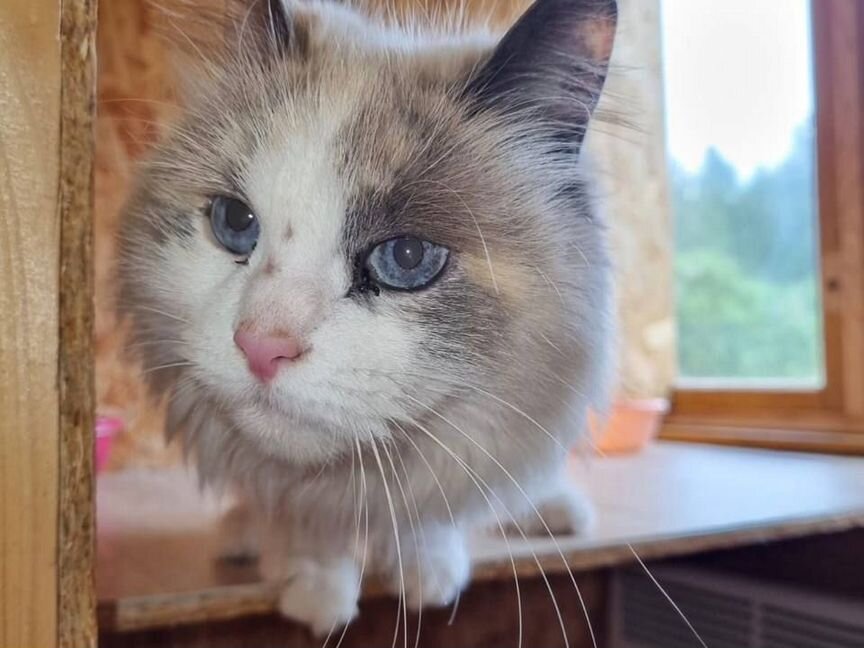 Невско маскарадная кошечка, Рита