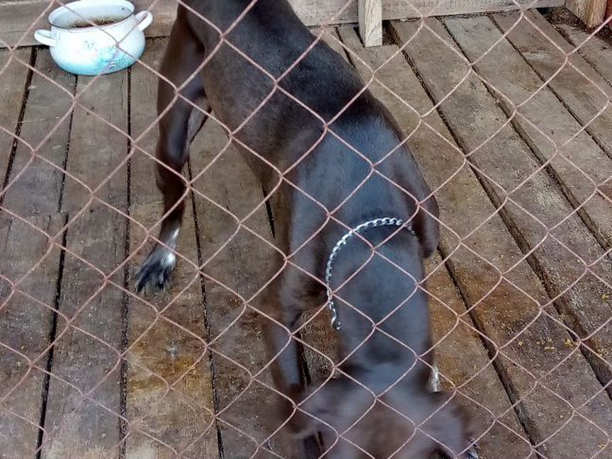 Курцхаар собака