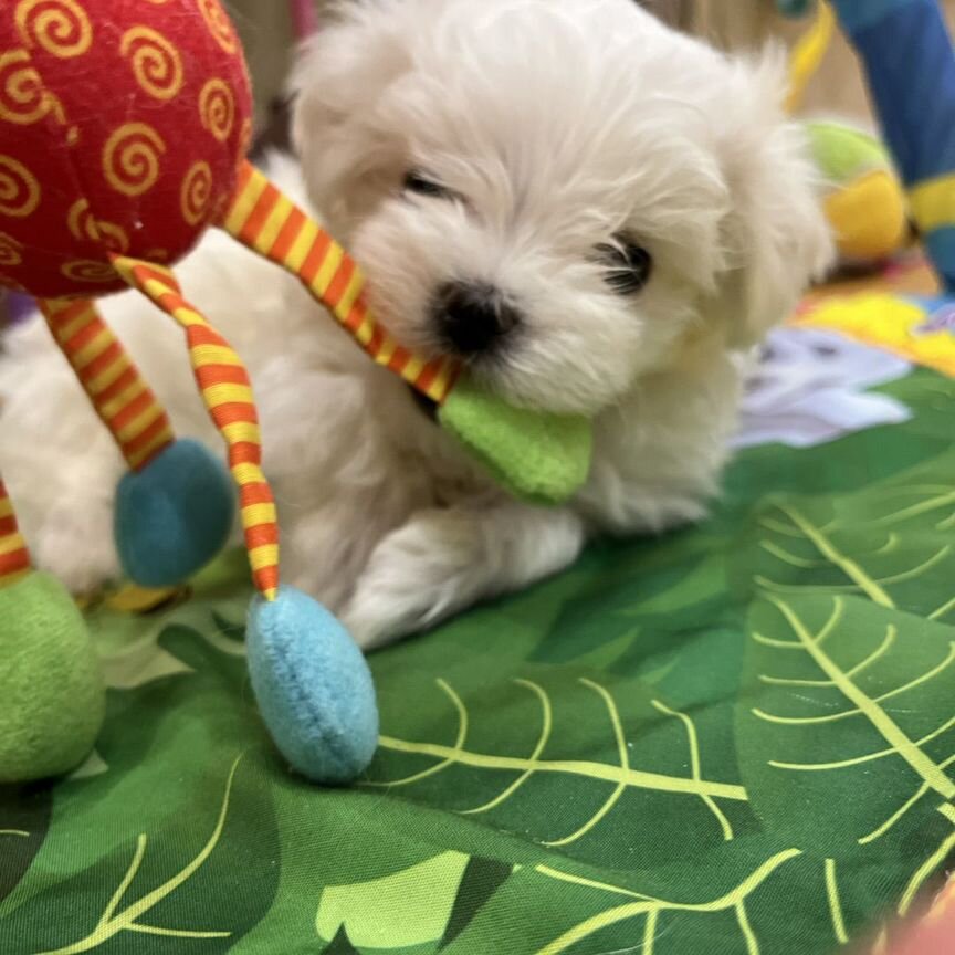 Щенки мальтезе, мальчик