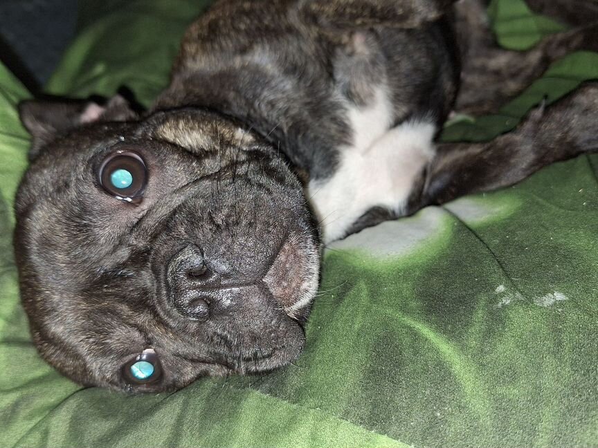 Собака французский бульдог