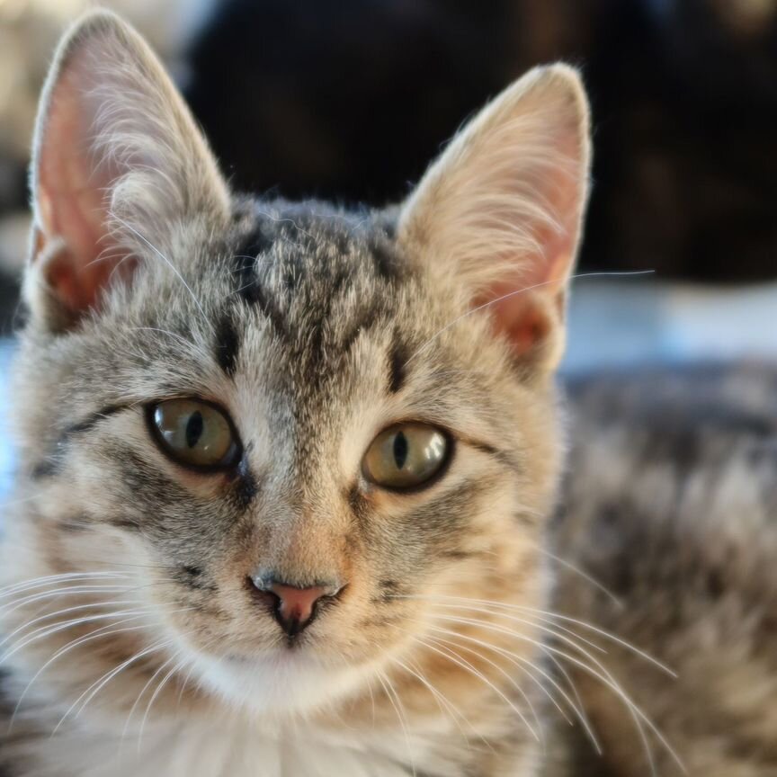 Котенок печенинг татум в добрые руки