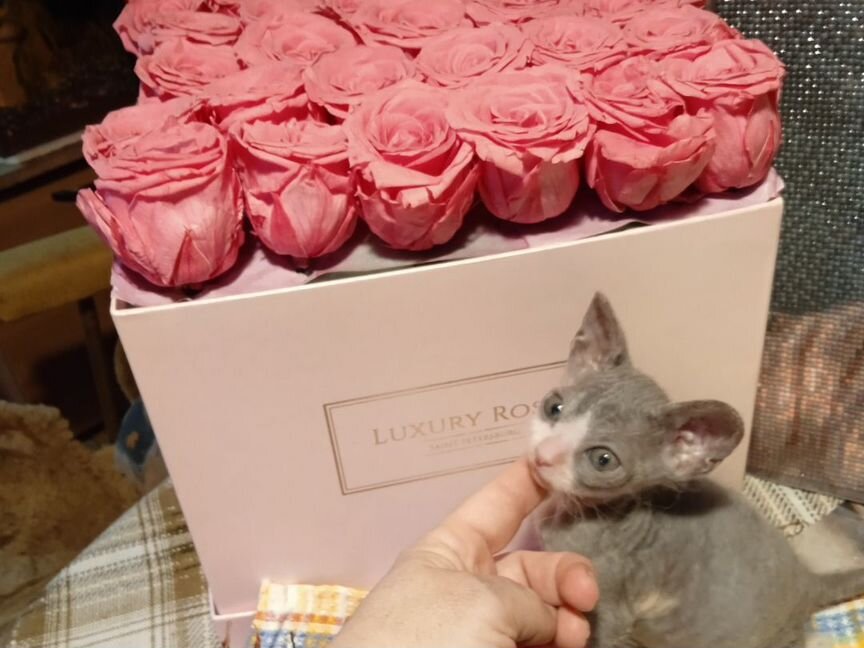 Донской сфинкс котёнок Сонечка