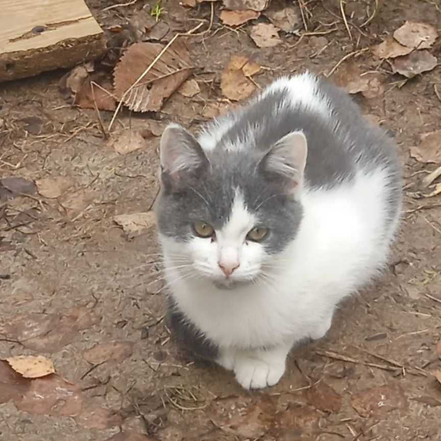 Котенок в дар