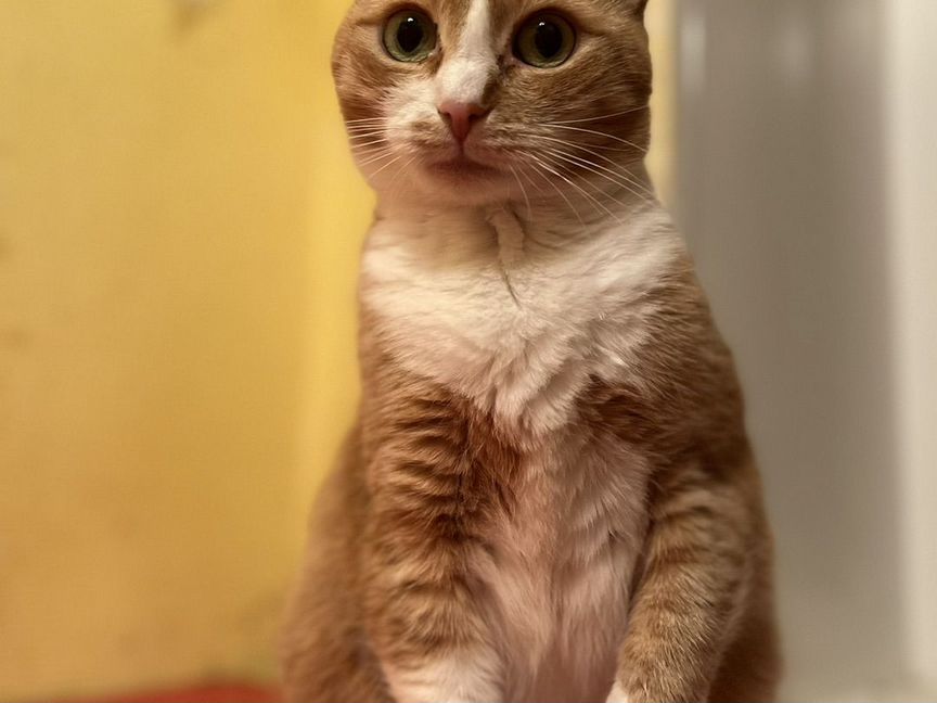 Кошка Розочка 2 года