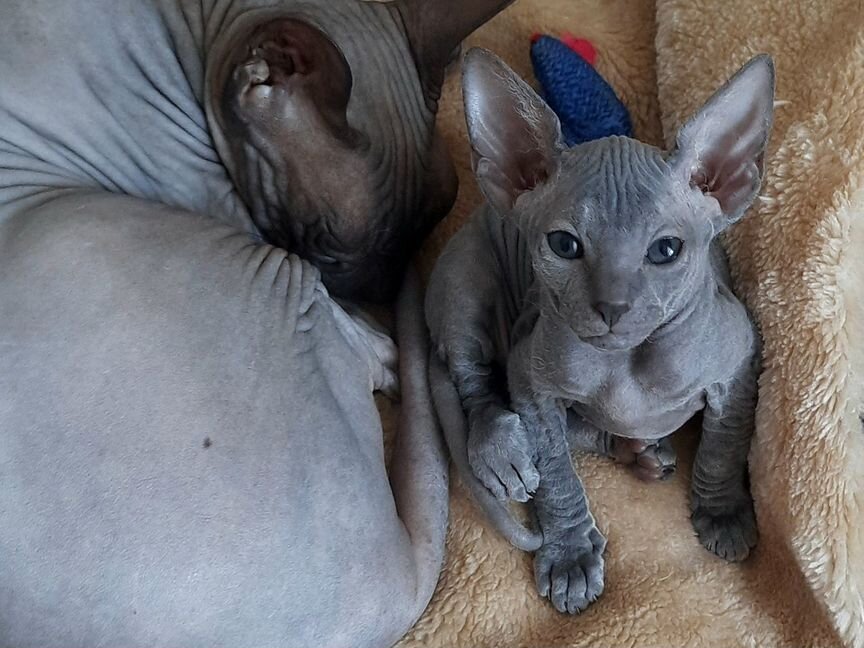 Донской сфинкс котята