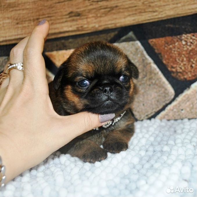 Пти брабансон миниатюрная девочка