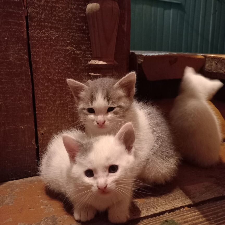 Котята в добрые руки